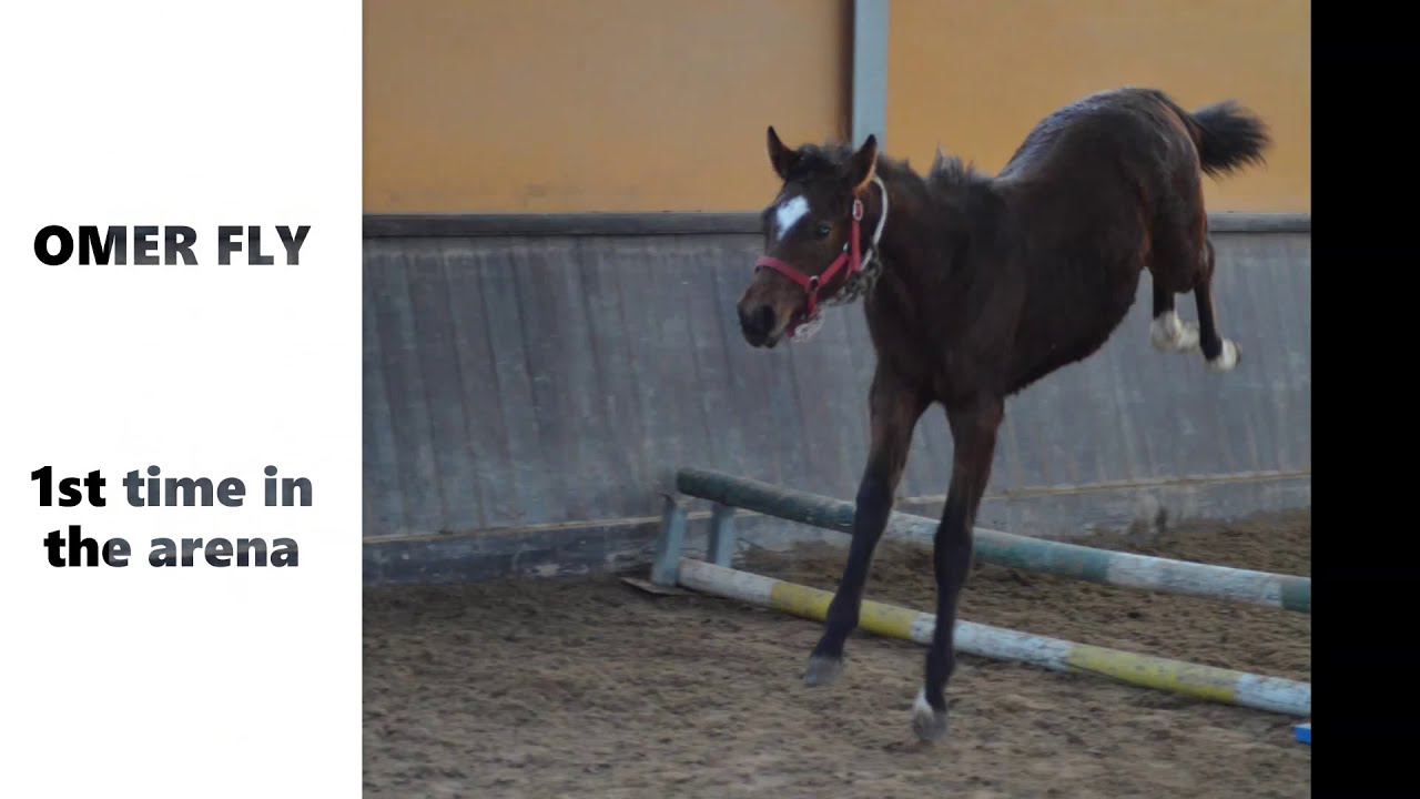 *2019 Omer Fly (KWPN) 7 months old - YouTube