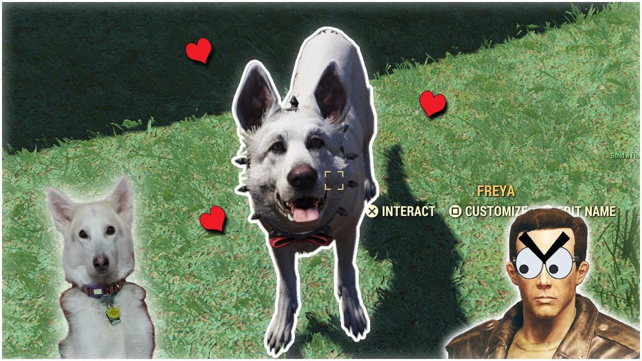 I unlocked the white shepherd dog in Fallout 76 - YouTube