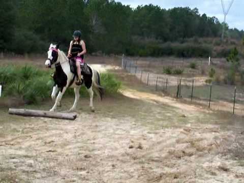 Teaching a Tennessee Walking Horse to jump? - YouTube