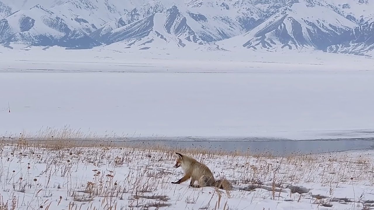 Little fox hunts in the snow in Xinjiang - YouTube