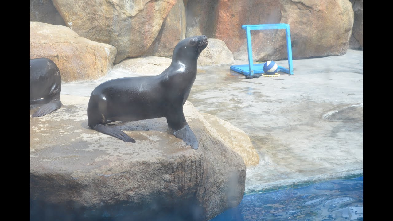 Manila Ocean Park Sea Lion Show Amazing Dance Moves by Trained Animals ...