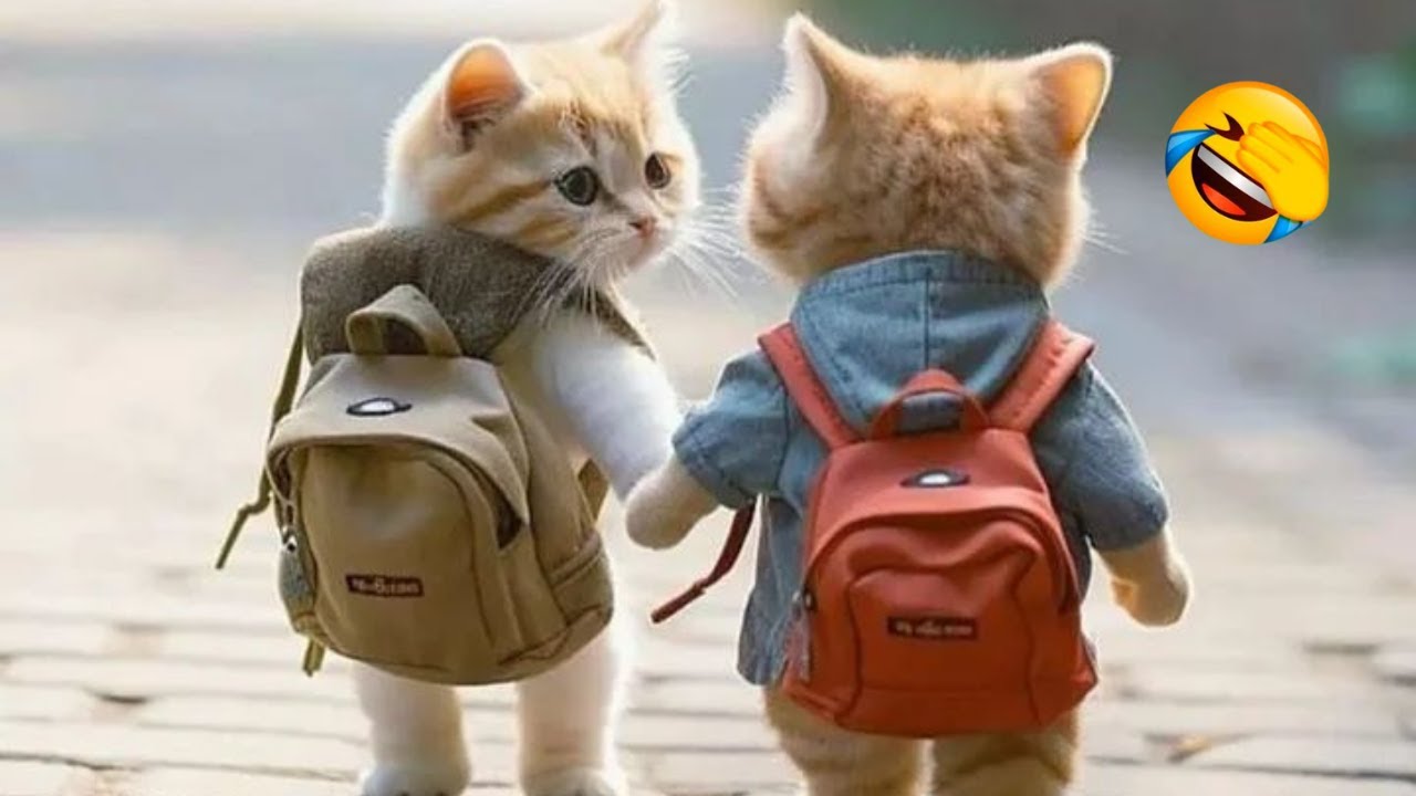 Cat Comedy Galore: Dive into 2024's Newest Funny Feline Antics! 😹🐾 ...