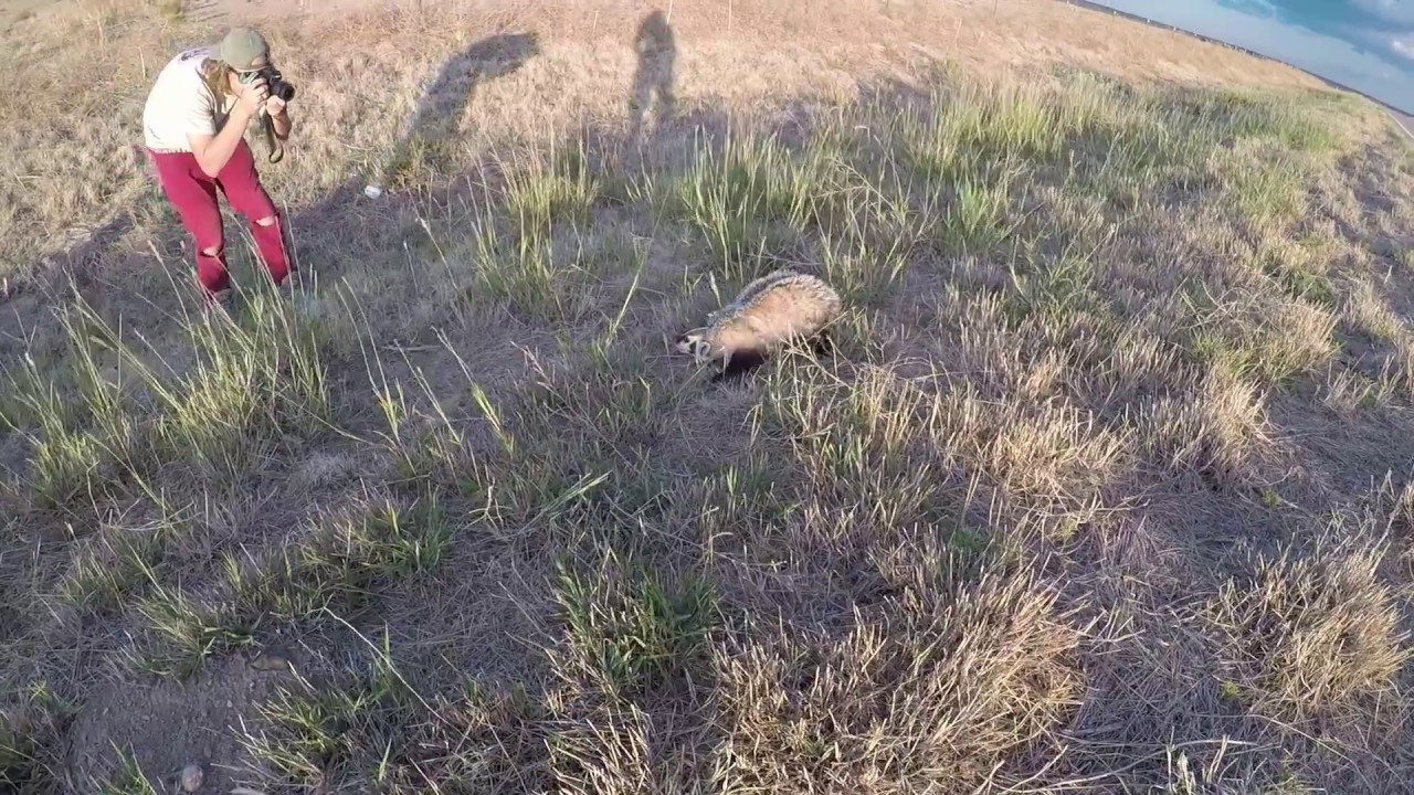 Angry badger not in mood for photos - YouTube