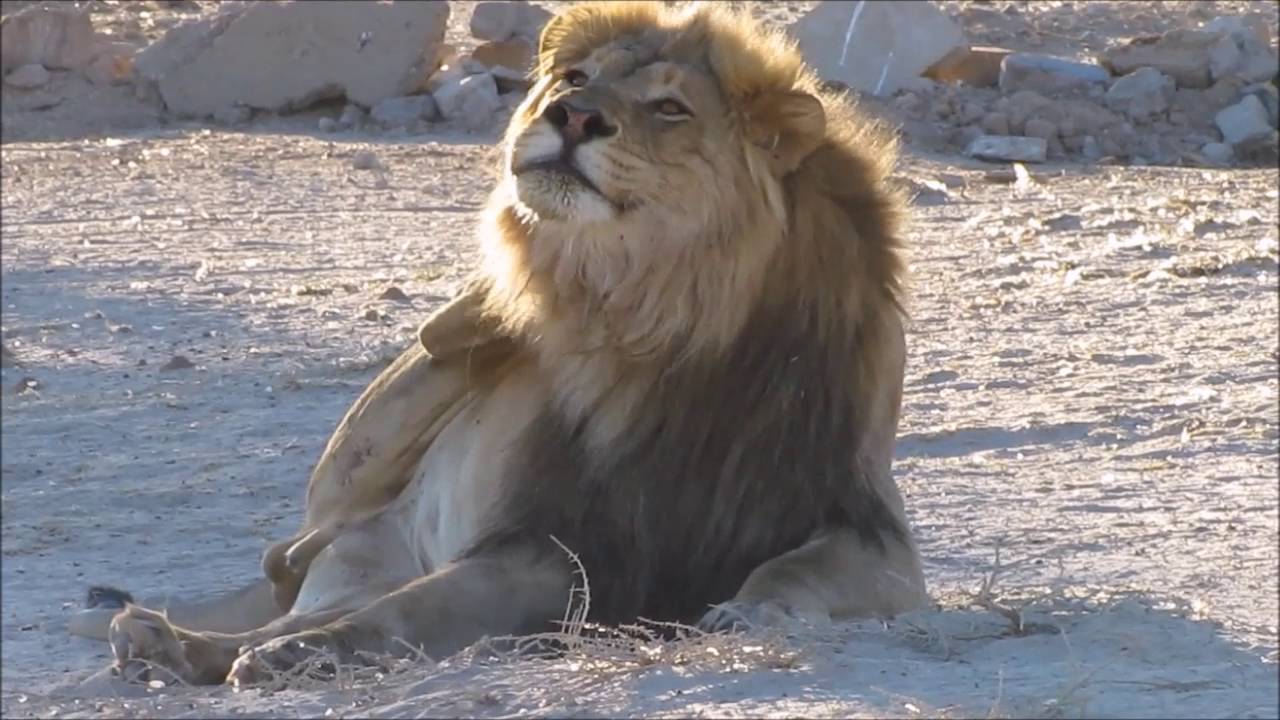 Leeuloop at Lesholoago Pan, Mabuasehube - YouTube