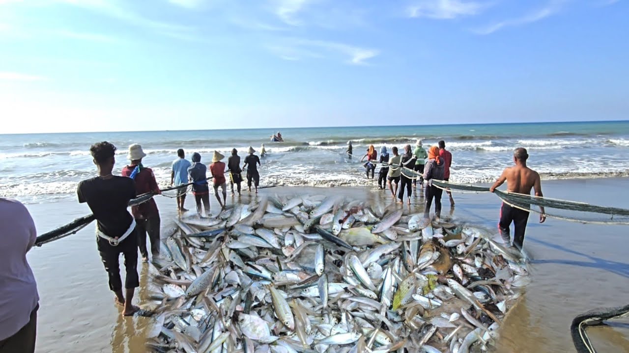 Beach Seine Net Fishing – Huge Fish Catch from the Shore - YouTube
