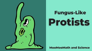 Fungus-like Protists