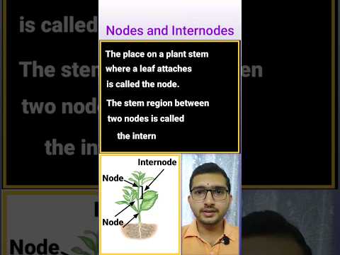 What Is The Function Of Internode In Plants