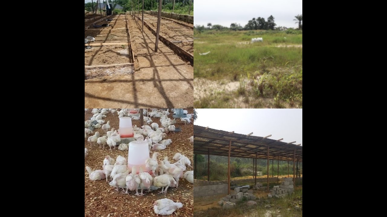 COST OF BUILDING LOW BUDGET BROILER COOP FOR BEGINNERS - YouTube