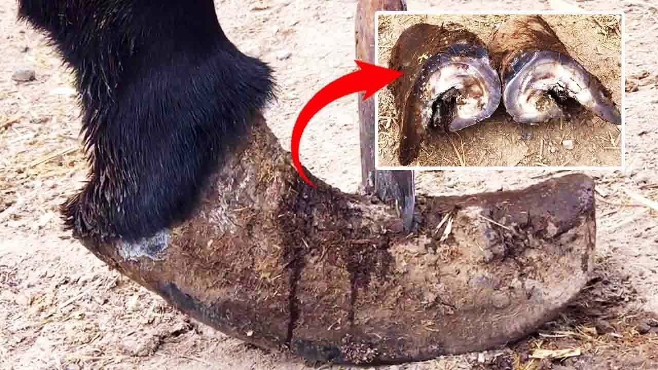 The Lame Donkey The Master Cuts Off The Broken Hoof Piece By Piece丨ASMR ...