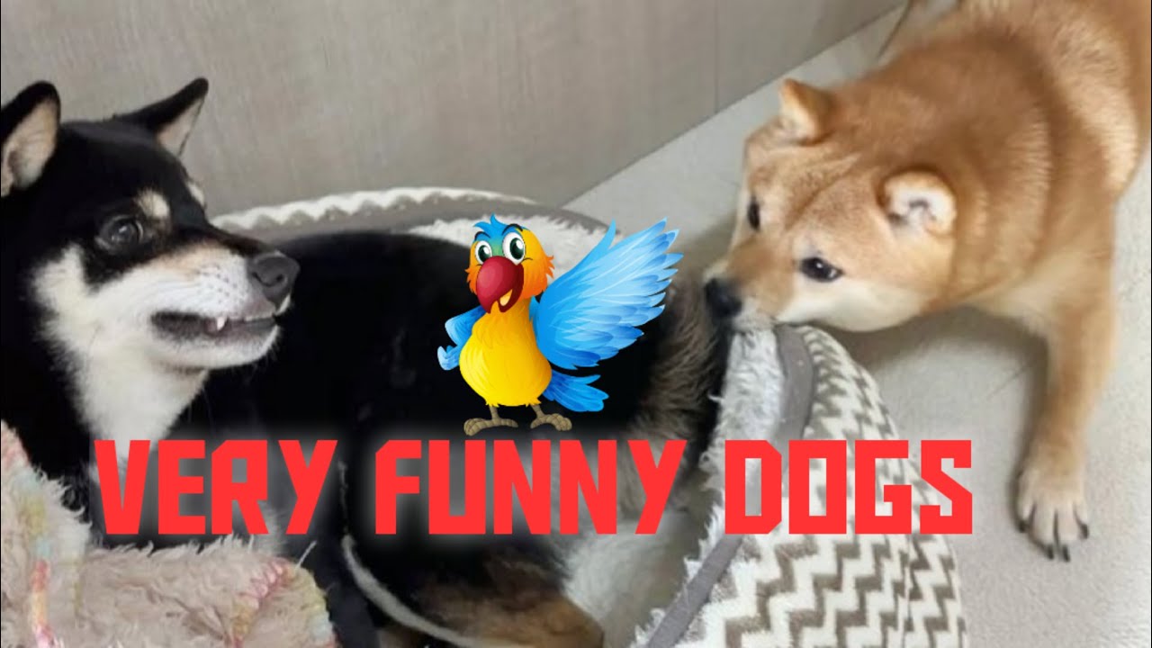 The Best of Funny Pets || Funniest Loving Dogs Life #1 #funny #pets # ...