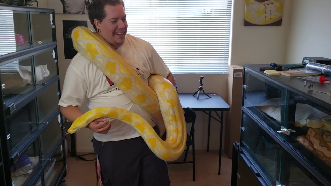 Big Lavender Reticulated python - YouTube