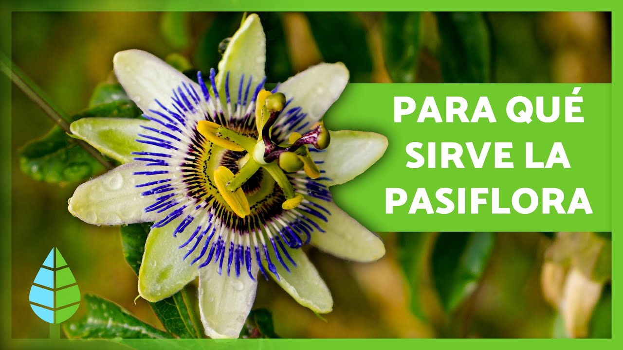 7 BENEFICIOS de la PASIFLORA como Planta Medicinal🪻 | Para Qué Sirve y ...