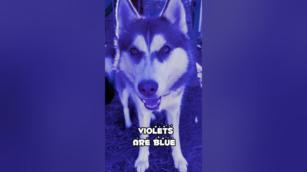 Teenage Husky Love Poem - YouTube