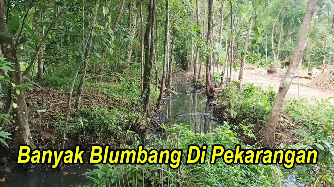 Sebuah Dusun Yang Banyak Blumbang Di Setiap Pekarangannya - YouTube