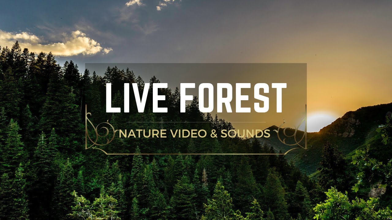 Live Forest | Nature Video & Sounds | Relaxation | Sleep | Study | 3 ...
