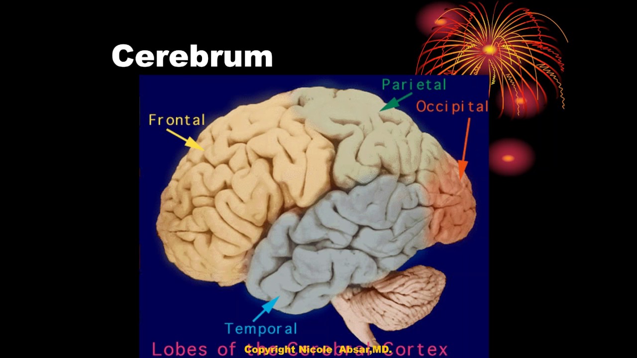 Neurocognitive Disorders Series - Domains of Cognition Part 1 - YouTube