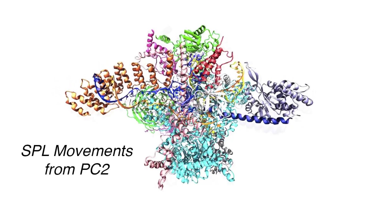 Essential Dynamics of Spliceosome's C-complex from Molecular Dynamics ...