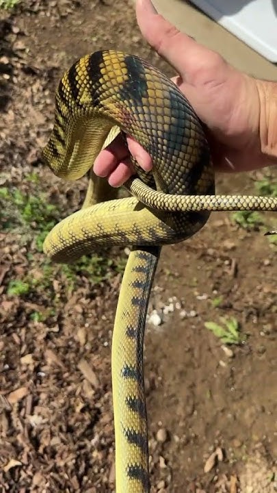 Adult female Barneck Scrub Python that’s ready to breed this coming ...