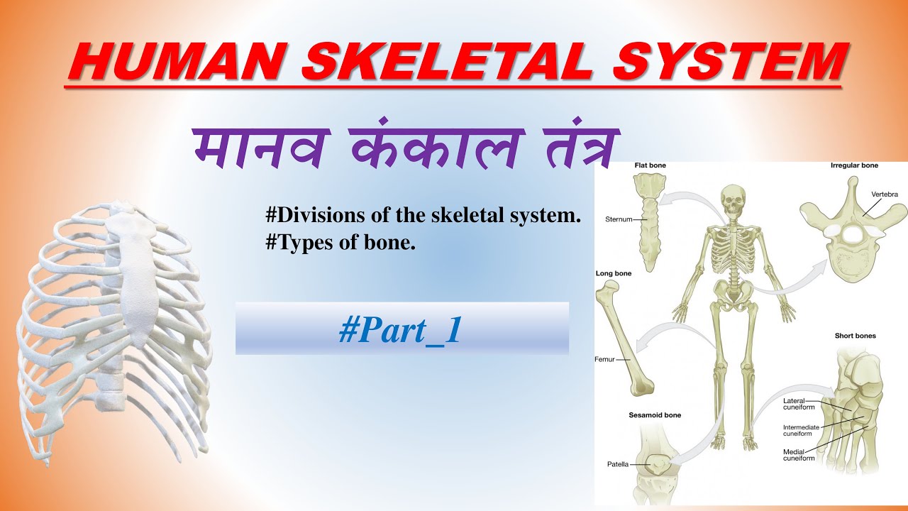 HUMAN SKELETAL SYSTEM. मानव कंकाल तंत्र #Part_1 #Divisions of the ...