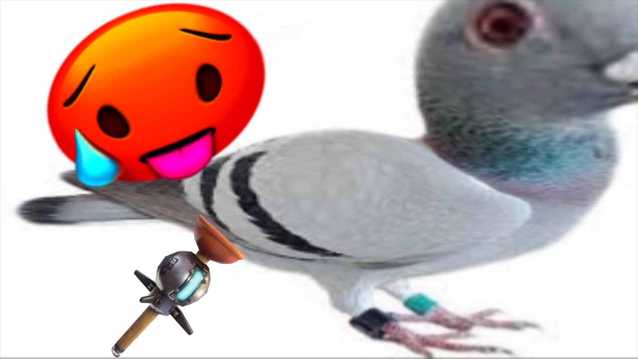 🦆Pigeon SQUAWK🦆 (Fortnite) - YouTube