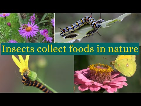 insects collect food in nature - YouTube