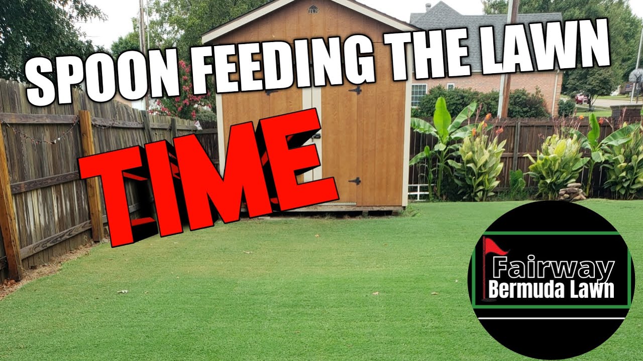 How To Fertilize Lawn Spoon Feeding Program - YouTube