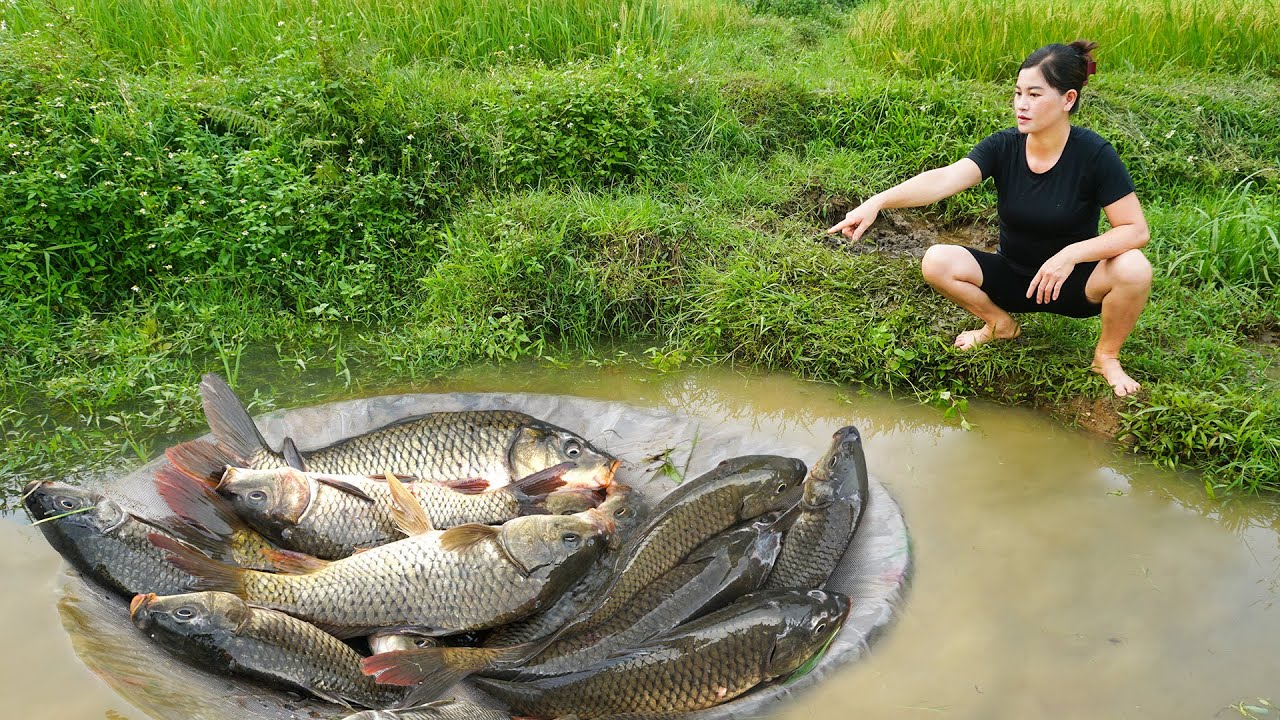 Village girl build unique fish trap catch a lot of fish from the ditch ...