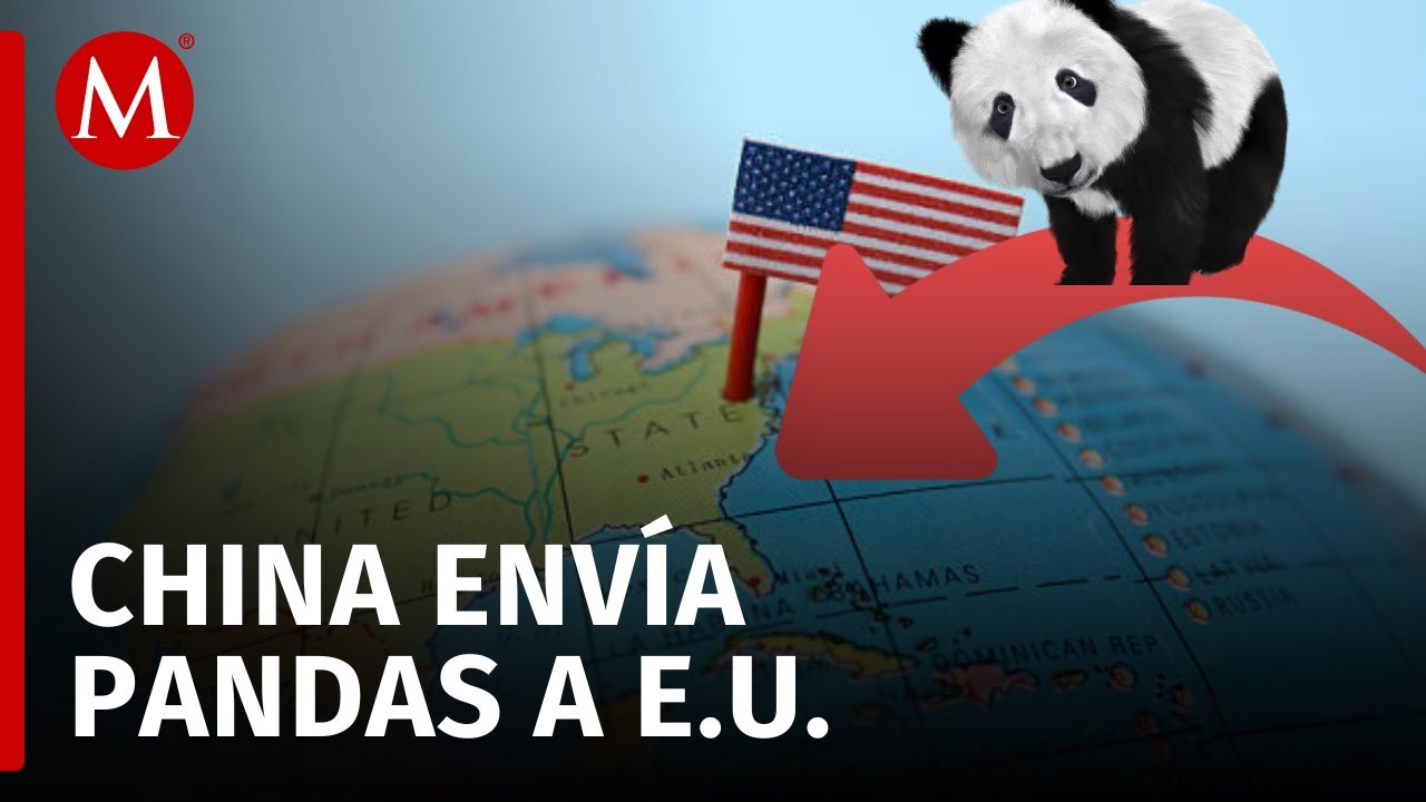 China envía pareja de osos panda para su preservación a Washington ...