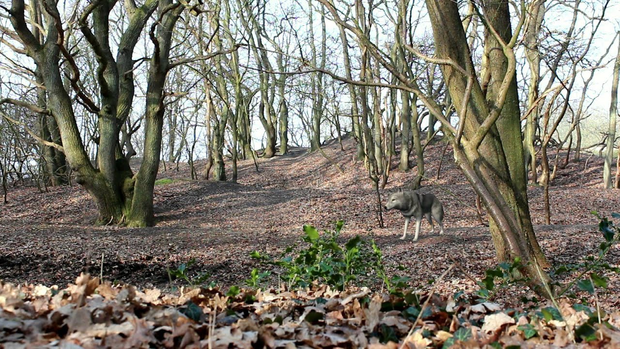 Wolf gefilmd in drenthe Full HD - YouTube