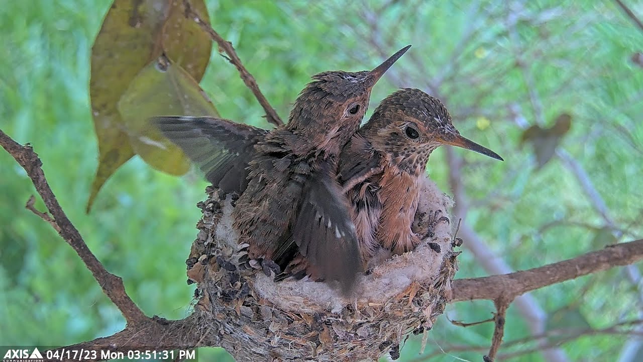 Baby Allen's Hummingbird Chicks 20 and 19 Days Old Doing Wing Exercises ...