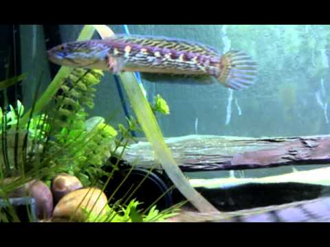 My golden cobra snakehead - YouTube
