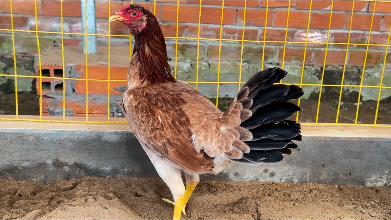 22/01/2025 (ĐB xong) Mái Asil Sweater 6 tháng 1kg7 (2c) (O977.441.O36 ...