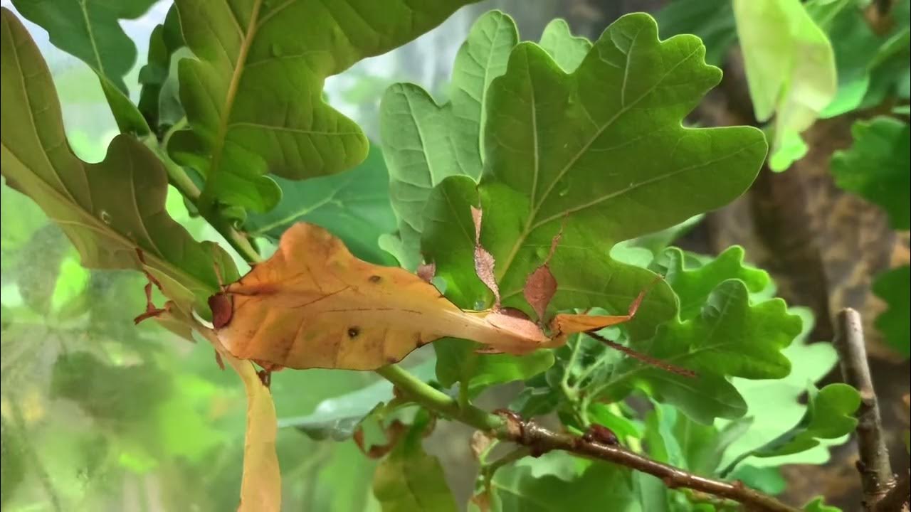 Leaf insect Pulchriphyllium pulchrifolium West Java - YouTube