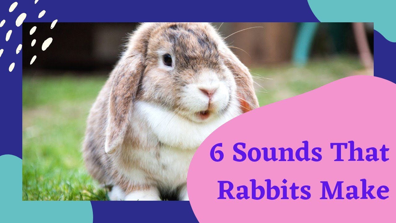 6 Sounds That Rabbits Typically Make 🐰 ️🐇 #bunny #trending - YouTube