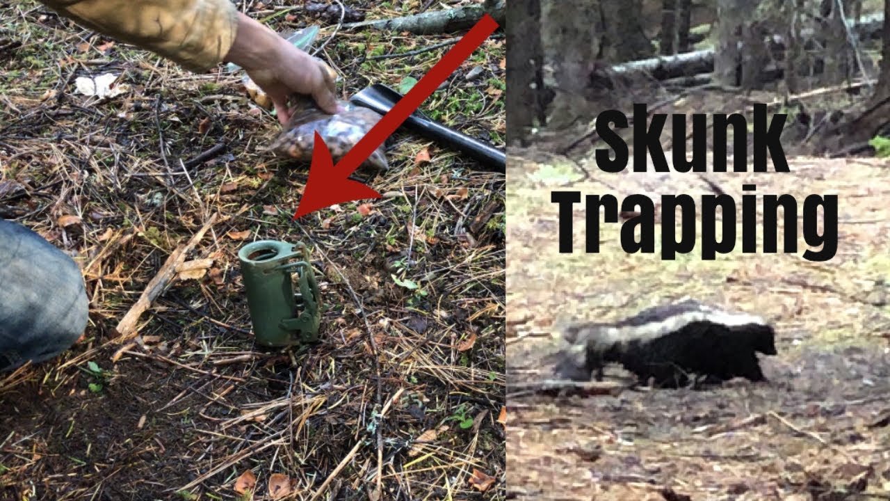Skunk trapping with dog proofs - YouTube