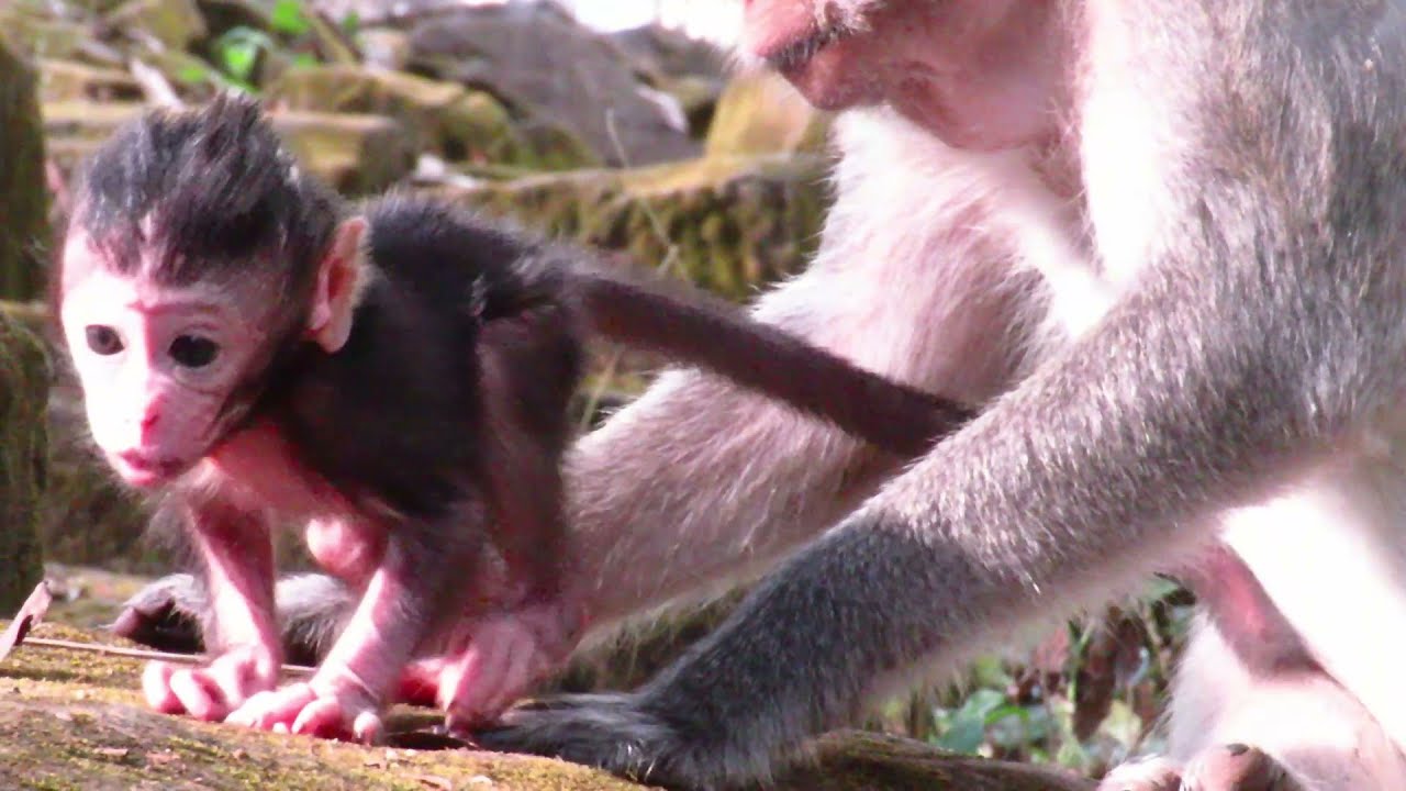 "Cuteness Overload: Adorable Animals Taking Their First Steps on Rocky ...