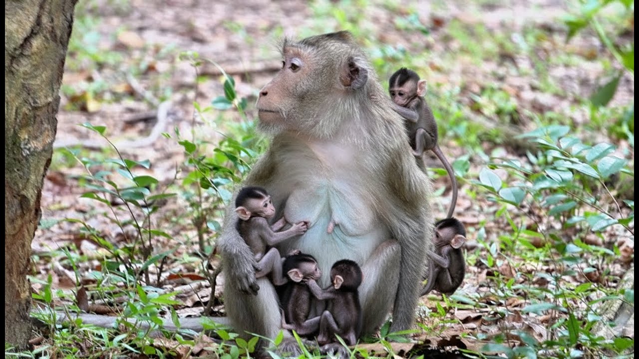 🔴 LIVE : Unbreakable Bond: Monkey Mother's Tender Care for Her ...