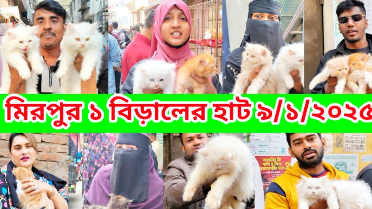 মিরপুর ১ বিড়ালের হাট | Mirpur 1 Biraler hat | Cat Price in Bangladesh ...