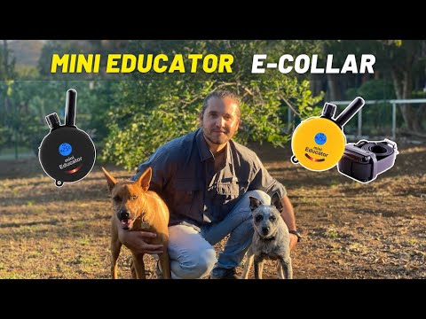 How to train my dog with an e-collar | Mini Educator and best guide out ...