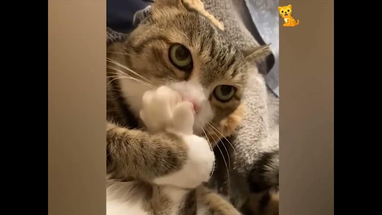 Кот-акробат, кот-пылесос, кот-открыватель дверей и другие смешные ...