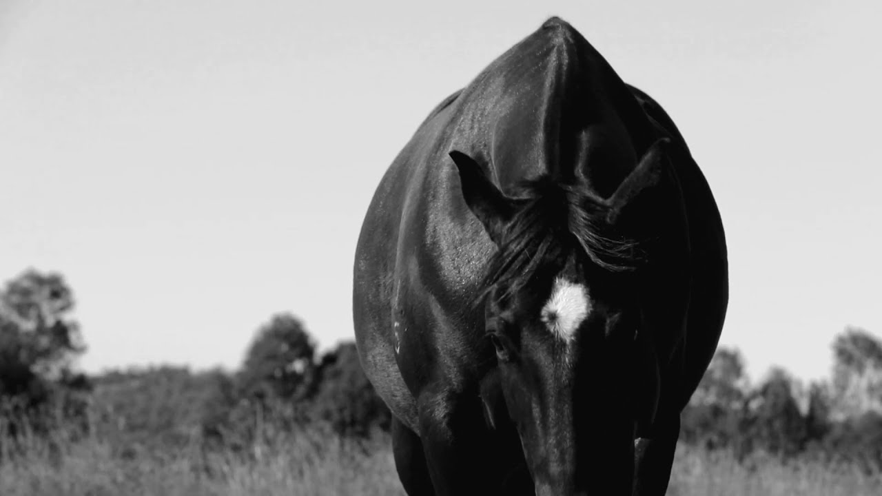 Trinity Acres Elise LOT 77 (Acres Destiny/Kirkby Stud Elsie) - YouTube