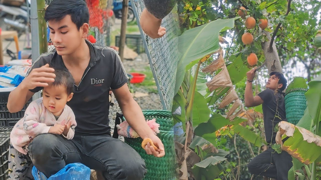 Harvest red gac fruit to sell at the market. Build a new kitchen with ...