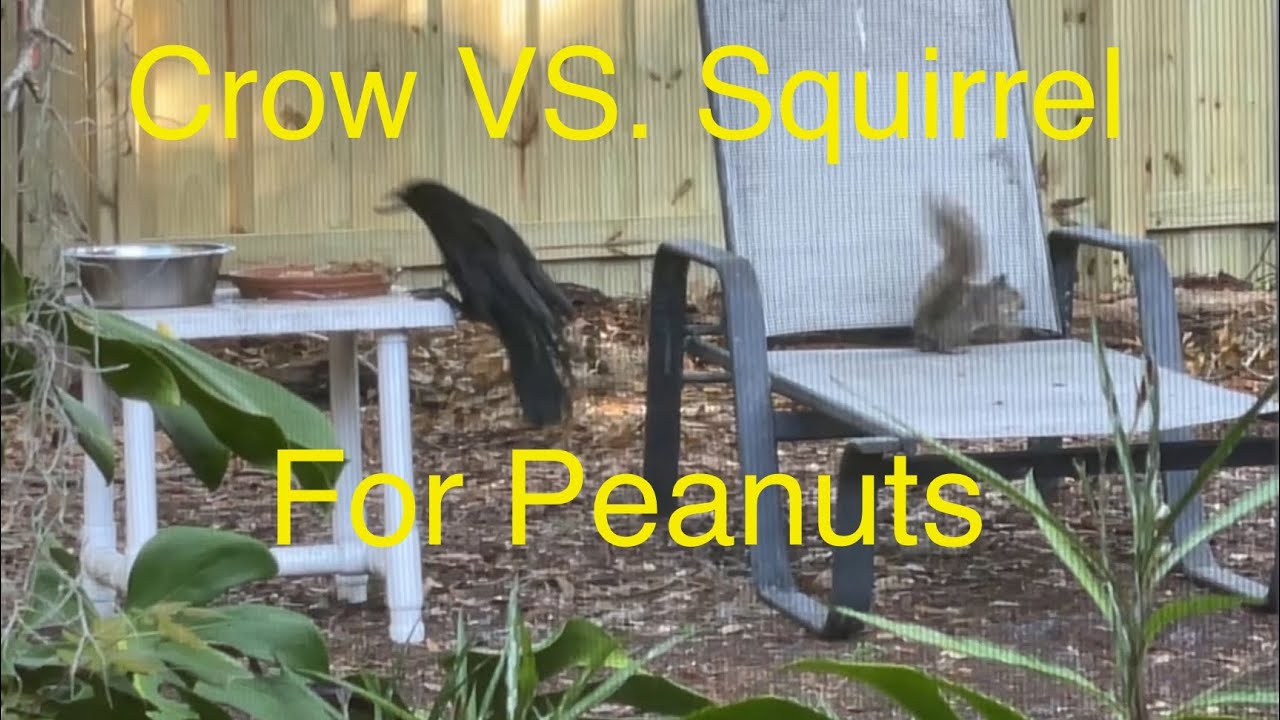 Crow VS. Squirrel For Peanuts - YouTube