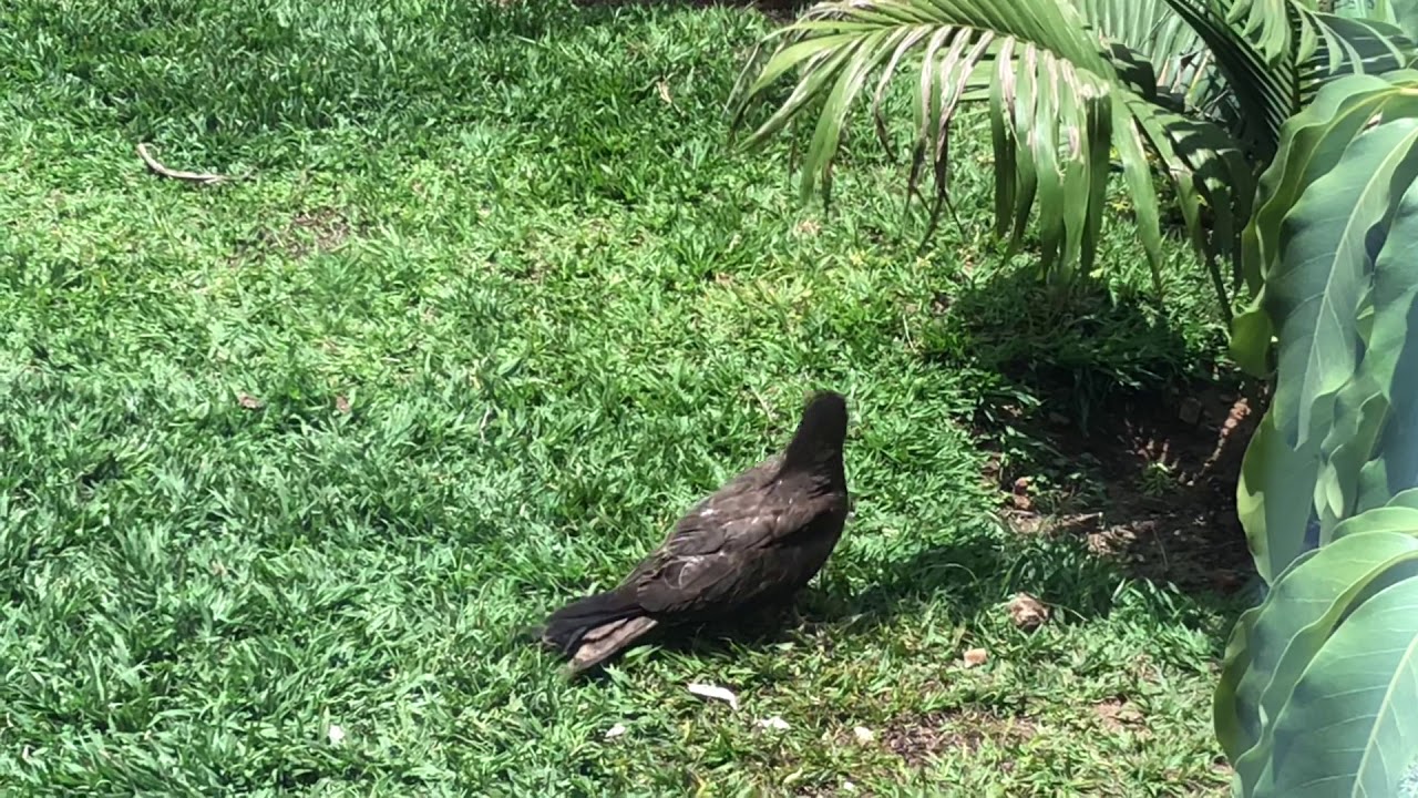 Hawk Eating Dog Bones In Kigali, Rwanda - YouTube