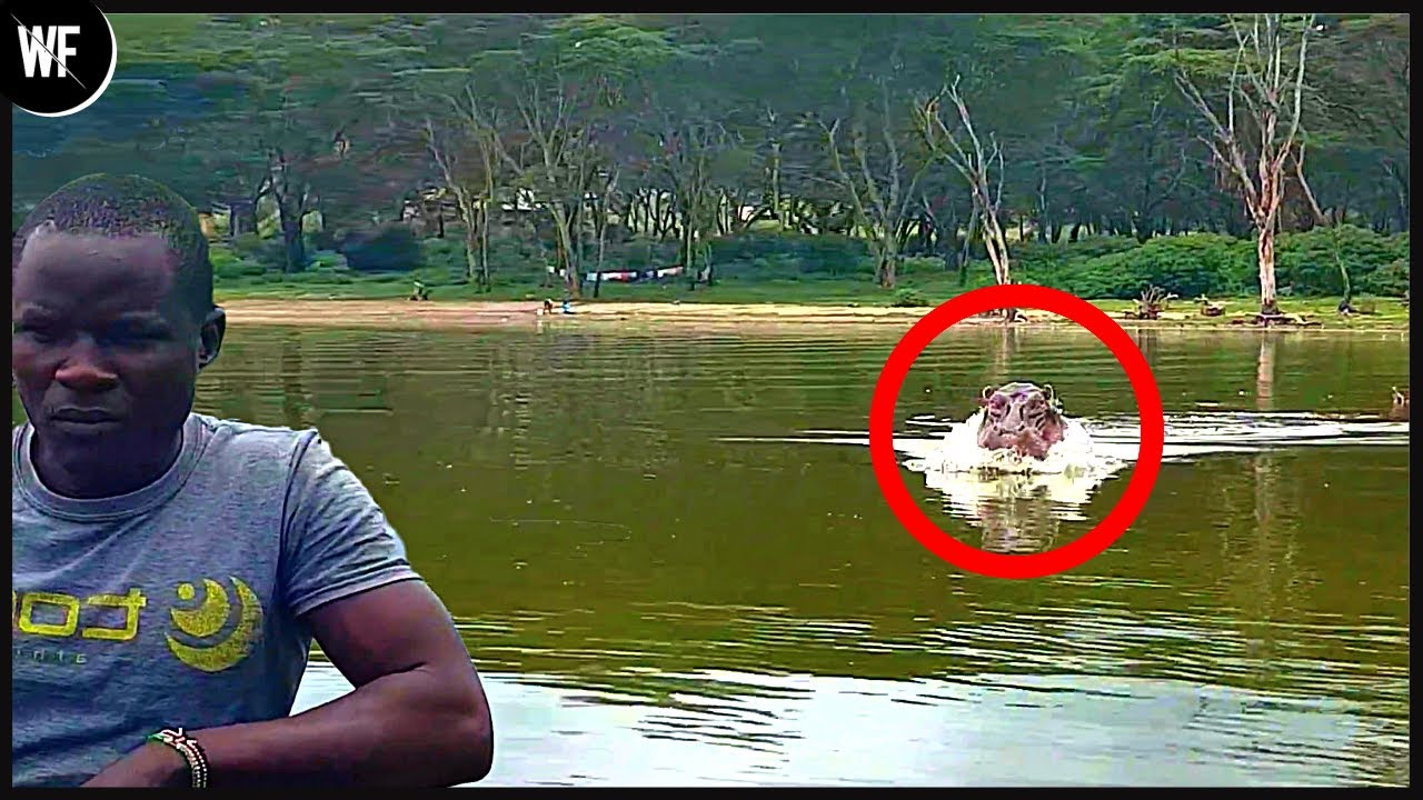 The Most Terrifying Hippo Encounters You Should Avoid Clicking On - YouTube