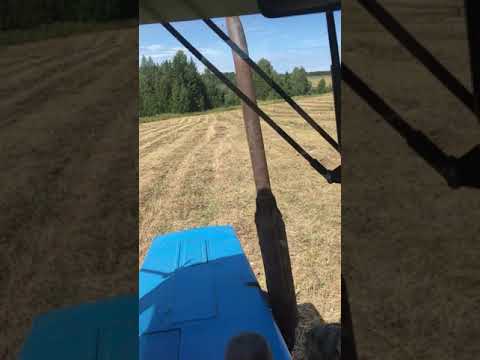 Гребем сено.