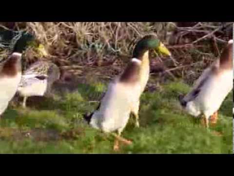 Trout & Blue Trout Indian Runner Ducks - YouTube