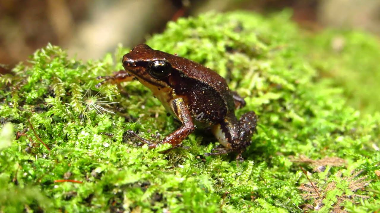 new specie poison dart frogs, Hyloxalus sp. nov Supatá, Frogs eastern ...