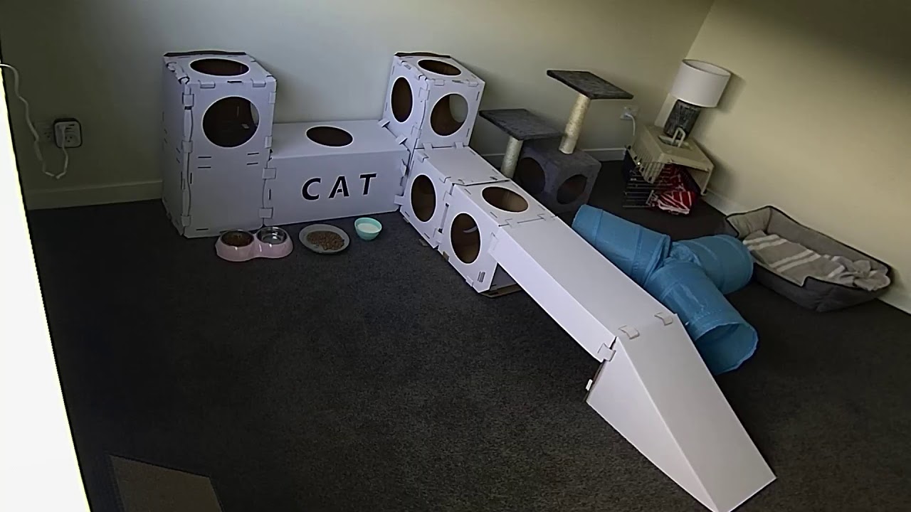 Kitten cam - YouTube