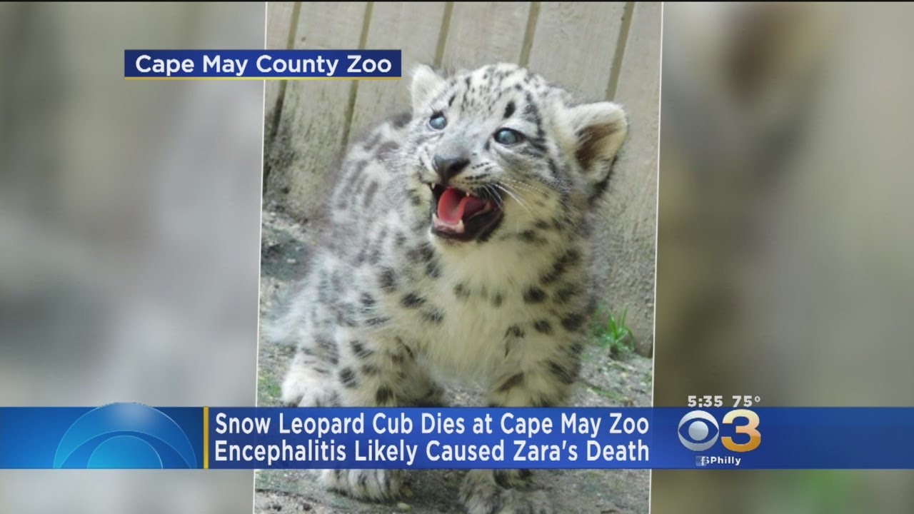 Snow Leopard Cub Born At Zoo Earlier This Year Dies - YouTube
